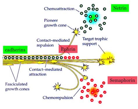 Lecture 8 Axon Targeting And Development Flashcards Quizlet
