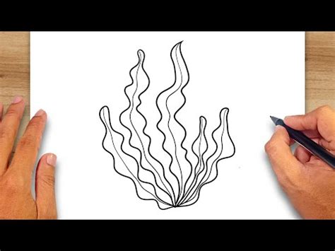 How To Draw Seaweed Realistic