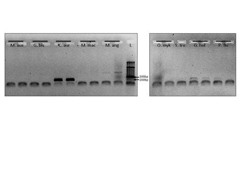 Gel Electropherogram Showing Non Specific Amplification Of Dna From Download Scientific Diagram