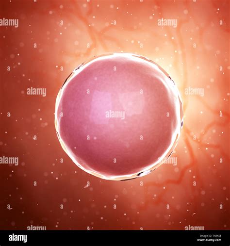 Fertilized Human Egg
