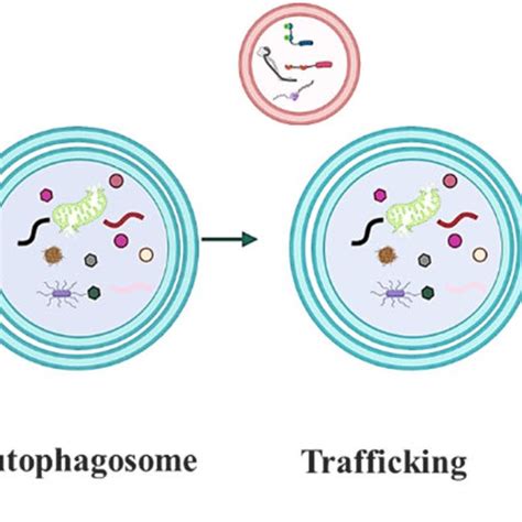 Schematic For Macroautophagy Macroautophagy Is A Multistep Process Download Scientific Diagram