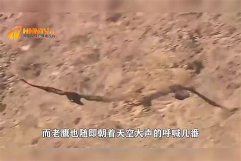秃鹫和老鹰见面大打出手场面一片混乱最后的秃鹫太可怜了
