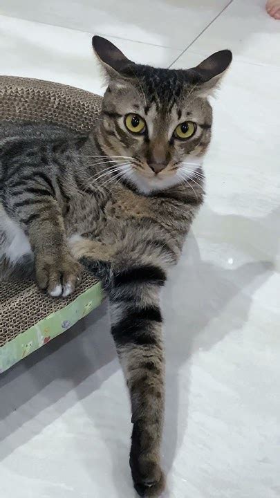 看什么看，没见过这么帅的老大？😎 狸花猫 萌宠 猫咪 猫咪的迷惑行为 铲屎官的日常 Youtube