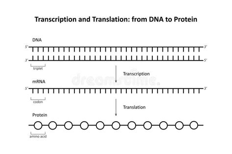 transcription and translation from dna to protein stock vector