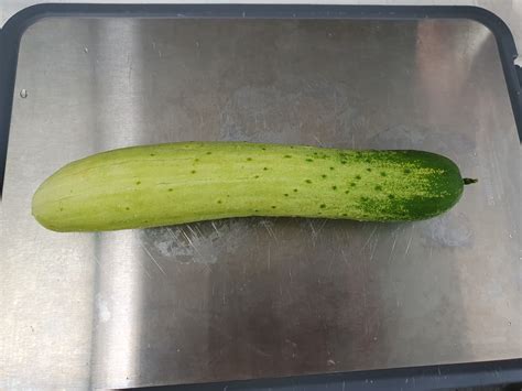 명란품은 오이계란김밥