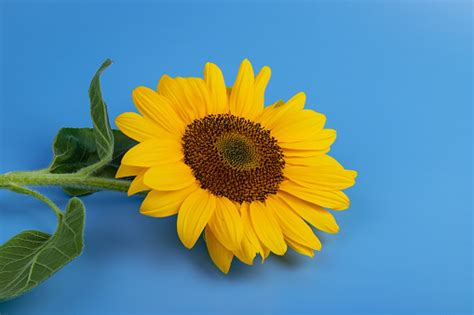 파란색에 밝은 노란색 해바라기 해바라기는 우크라이나의 상징입니다 텍스트의 공간을 복사합니다 0명에 대한 스톡 사진 및 기타 이미지 Istock