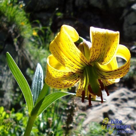 Pyrenees Wild Flower Guided Holiday
