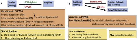 E Genetic Polymorphisms In Drug Metabolizing Enzymes A Cyp2d6