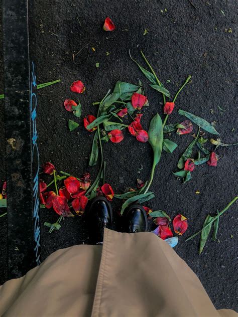 червоні тюльпани