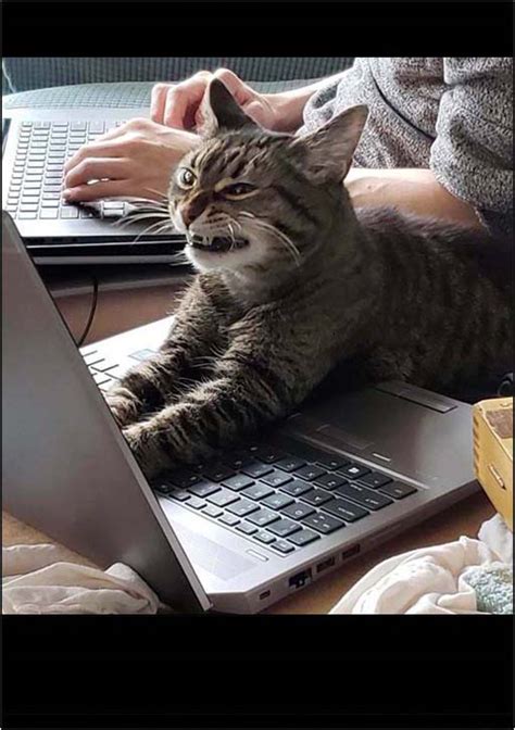 Computer Cat Grimacing Memes Imgflip