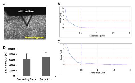 Video Measuring The Stiffness Of Ex Vivo Mouse Aortas Using Atomic Force Microscopy