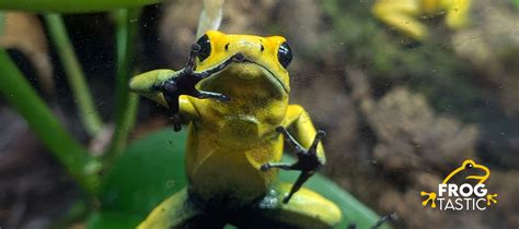 Dart Frog Habits Explained