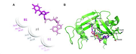 A Schematic Illustration And 3d Representation Of Rnase 1 Subsite