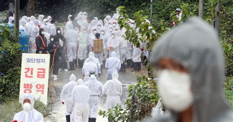 정부 돼지 등 가축 살처분·매몰비 국비지원 근거 만든다