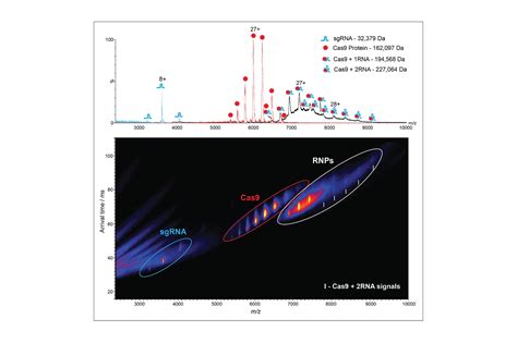 Accurate Collision Cross Sections From Traveling Wave Ion Mobility