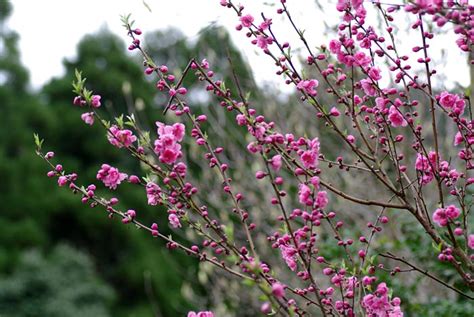 桃の花 変身しちゃおっかな 楽天ブログ