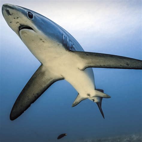 Thresher Shark Wallpapers Wallpaper Cave