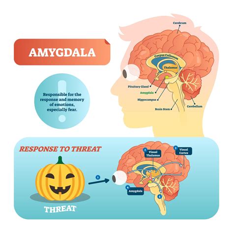 Amygdala The Powerhouse Of Emotions Cognifit