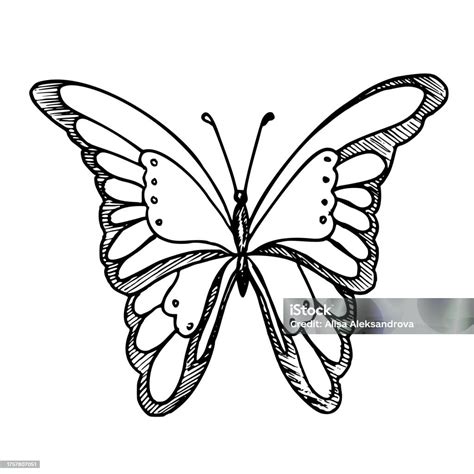 나비의 벡터 그리기입니다 흑백 색상의 비행 곤충의 손으로 그린 선형 그림입니다 잉크로 그린 아이콘 또는 로고에 대한 빈티지 윤곽선 스케치 인사말 카드용 에칭 0명에 대한