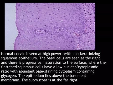 Histology Of Female Genital Tract Ppt