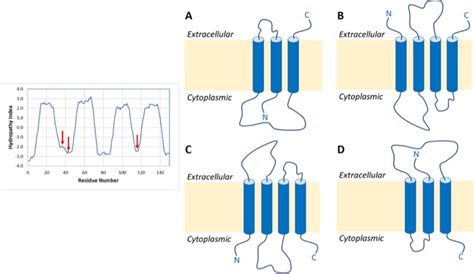 Solved Shown Below Left Is A Hydropathy Plot For A