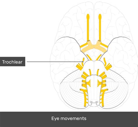 Trochlear Nerve Brain