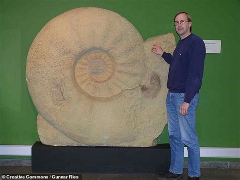 Fossils Giant Ammonites Lived In England And Mexico 80 Million Years