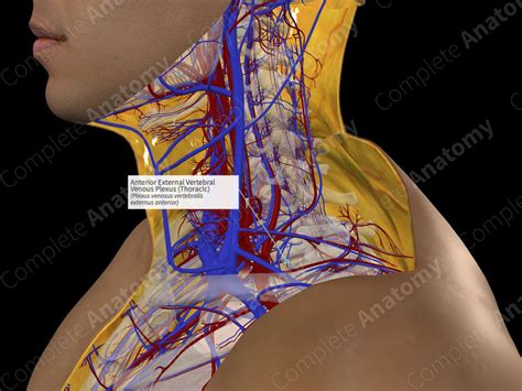 Anterior External Vertebral Venous Plexus Thoracic Complete Anatomy Anterior External Vertebral Venous Plexus Thoracic Complete Anatomy