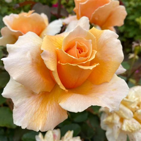 Rose Just Joey Hello Hello Plants