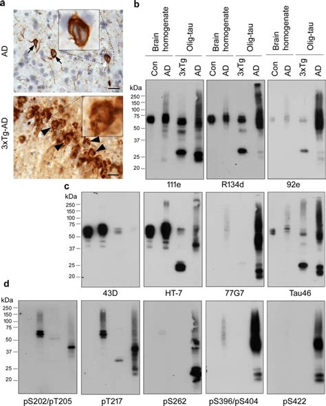Oligomeric Tau From Ad Brains But Not From 3xtg Ad Mouse Brains Is