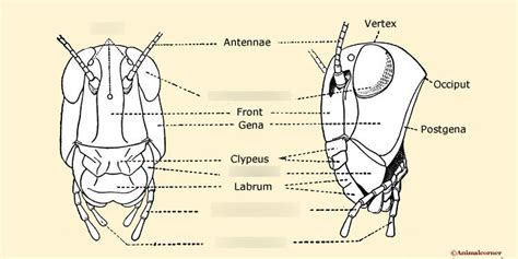 Phylum Arthropoda Lubber Grasshopper Head Class Insecta Diagram