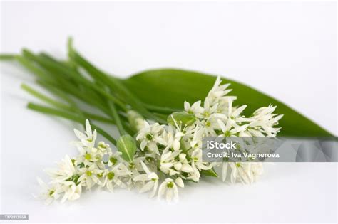 알륨 Ursinum 야생 곰 마늘 꽃 흰 Rmasons 버림 꽃 식물과 녹색 식용 잎 고립 0명에 대한 스톡 사진 및 기타
