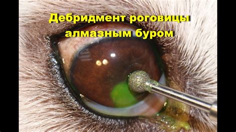 Дебридмент роговицы алмазным буром у собаки Corneal Debridement With