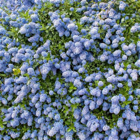 Emerald Carpet Manzanita For Sale Plants Express