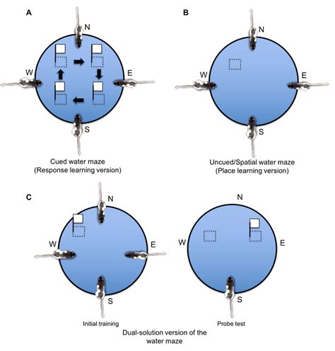 Place And Response Learning In The Water Maze A In The Cued Water