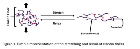 Elastin The Secret Of Skin Elasticity B2b Nutramedicandcosmetics