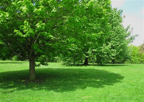 1000 Shade Pictures Download Free Images On Unsplash