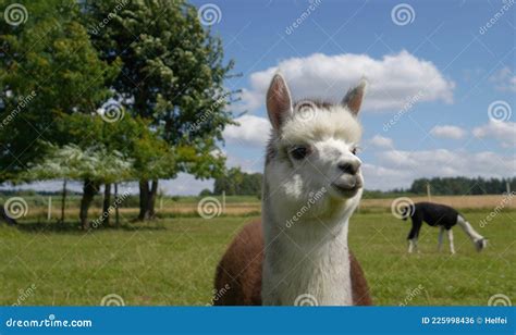Alpaca With Beautiful Fur Is Often Confused With Llama Photographed In A Bavarian Breeding
