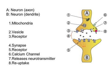 The Anatomy Of A Synapse Worksheet Anatomy Worksheets