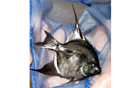 Use The Right Size Of Net For The Fish You Are Trying To Catch