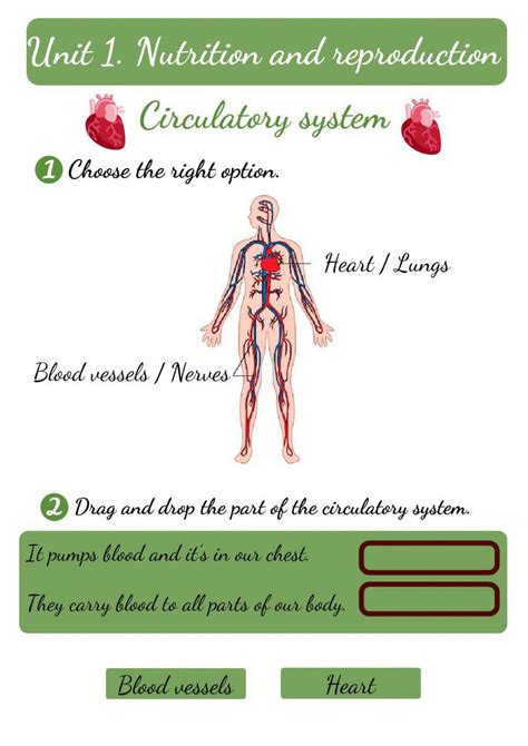 Circulatory System Natural Science Worksheet Live Worksheets