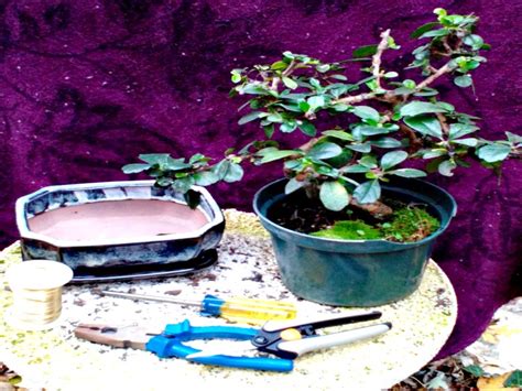 How To Start A Bonsai Tree Mike S Backyard Nursery