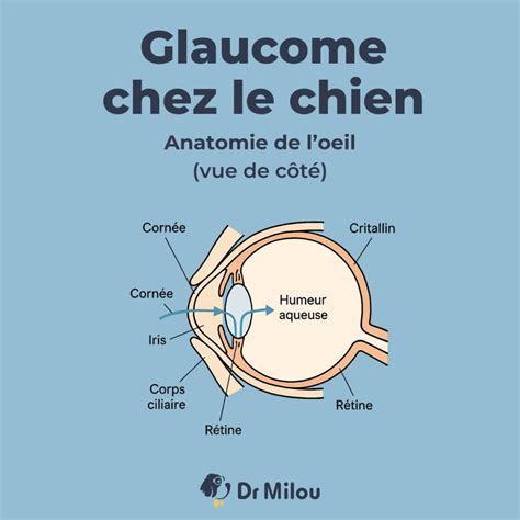 Glaucome Chez Le Chien Causes Symptômes Traitement Dr Milou