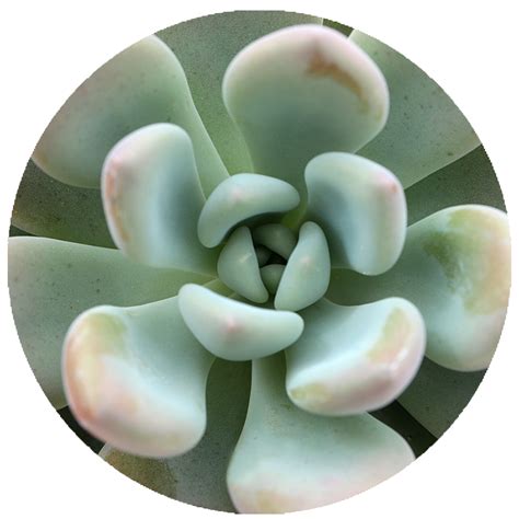 Mini Succulents
