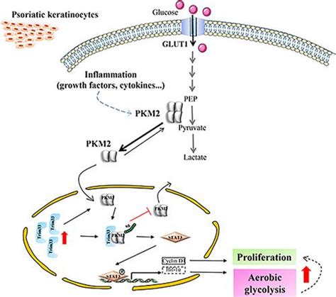 Nuclear Translocation Of Pkm2 Mediates Keratinocyte Metabolic