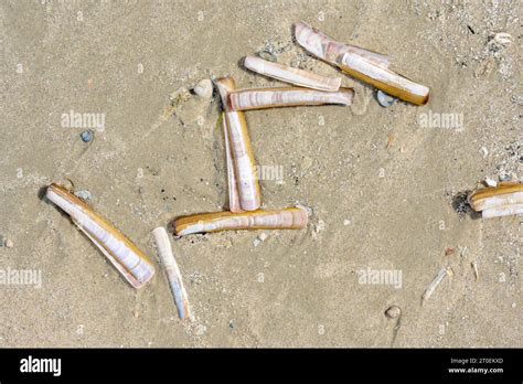 Sword Shaped Razor Clam Ensis Ensis Curved Razor Clam On Beach Stock