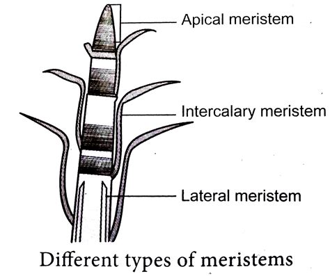 Classify Meristem Based On Position With A Simplified Diagram