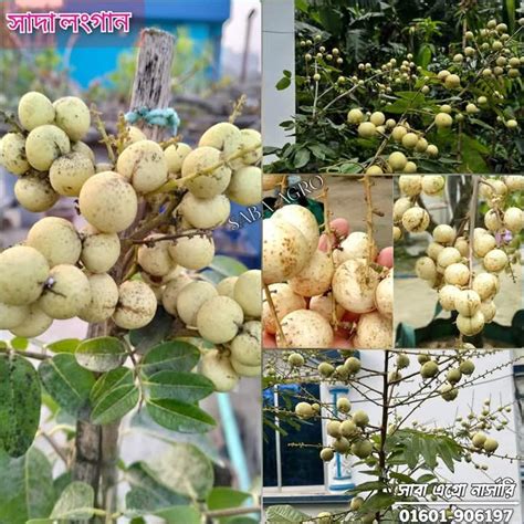সাবা সাদা লংগান চারা বিভিন্ন জাতের লংগান চারা নিতে যোগাযোগ করুন। ☎️ 𝟬𝟭𝟲𝟬𝟭 𝟵𝟬𝟲𝟭𝟵𝟳 𝗜𝗠𝗢