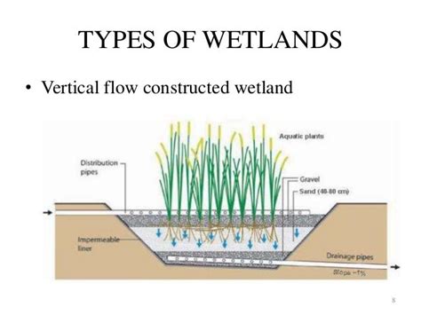 Constructed Wetland Management