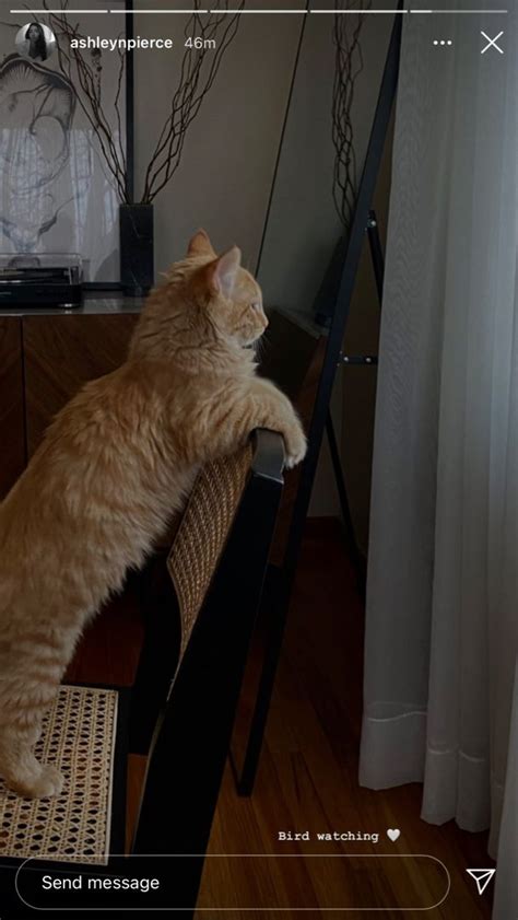 Pin On Insta Cat Captions Cute Cats Photos Animal Instagram